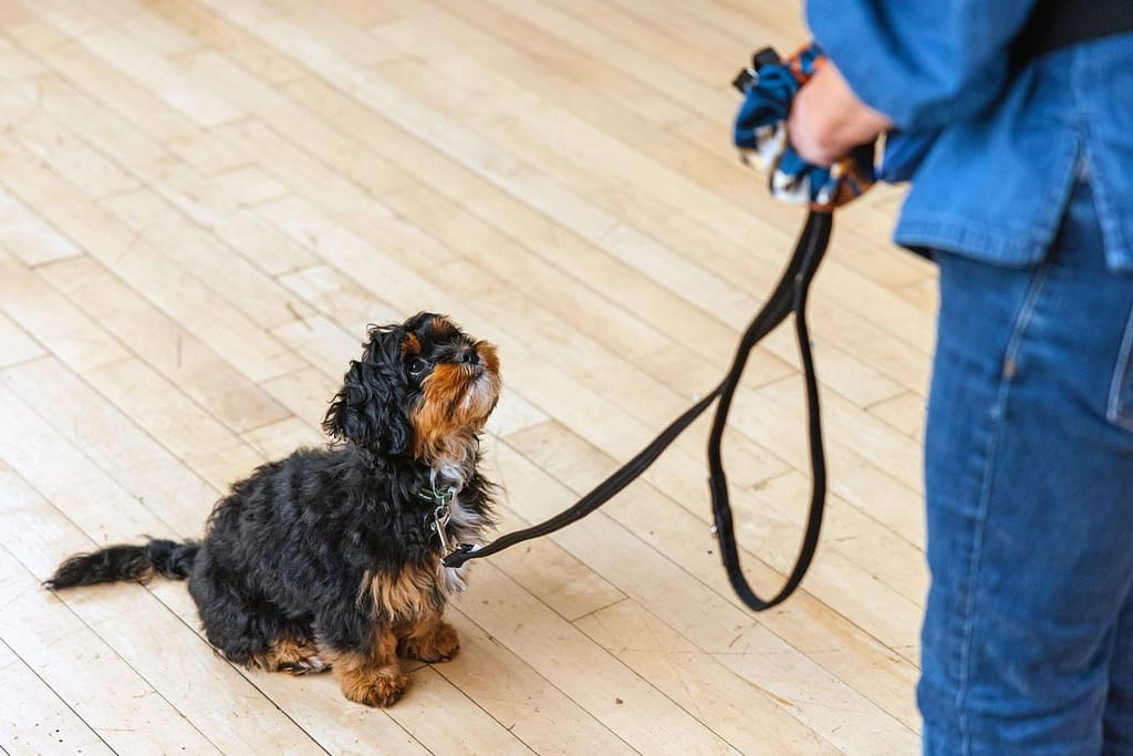 Houghtons Hounds - Puppy School training for your new puppy under 20 ...